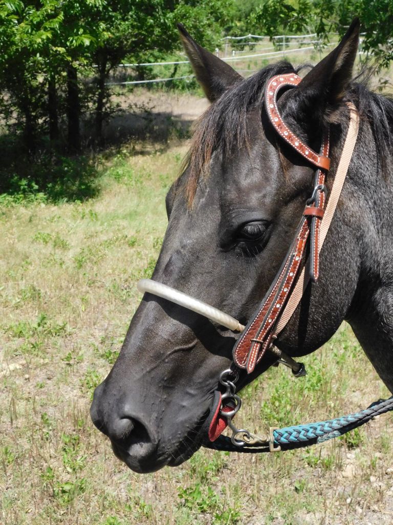 Contact Us – M&M Horse Ranch